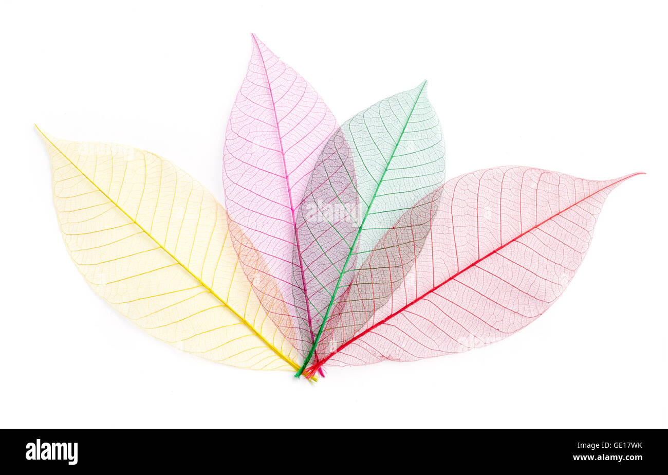dried color leaf transparent isolated on white Stock Photo - Alamy