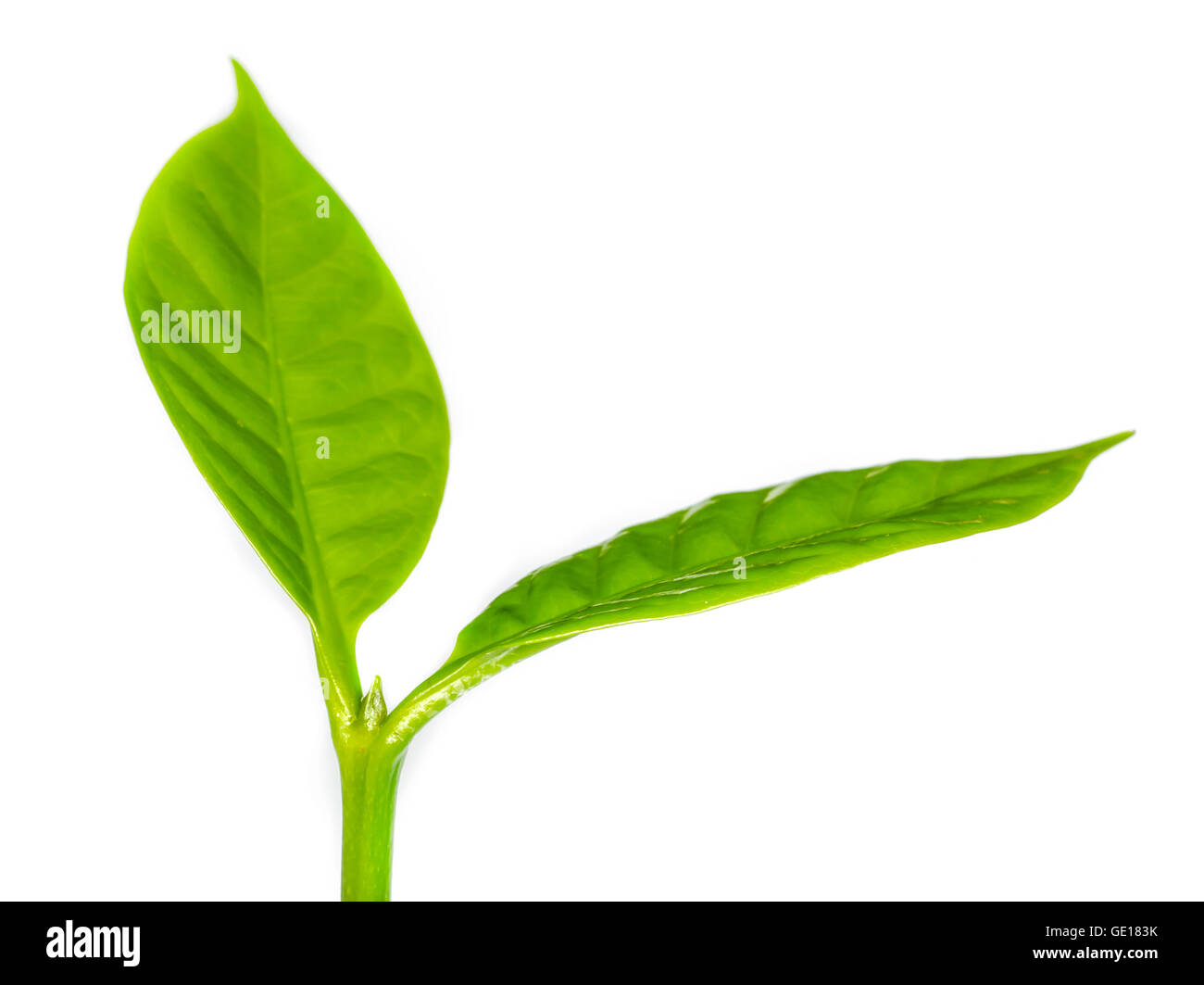 Young green sprout with leaf of coffee tree Stock Photo - Alamy