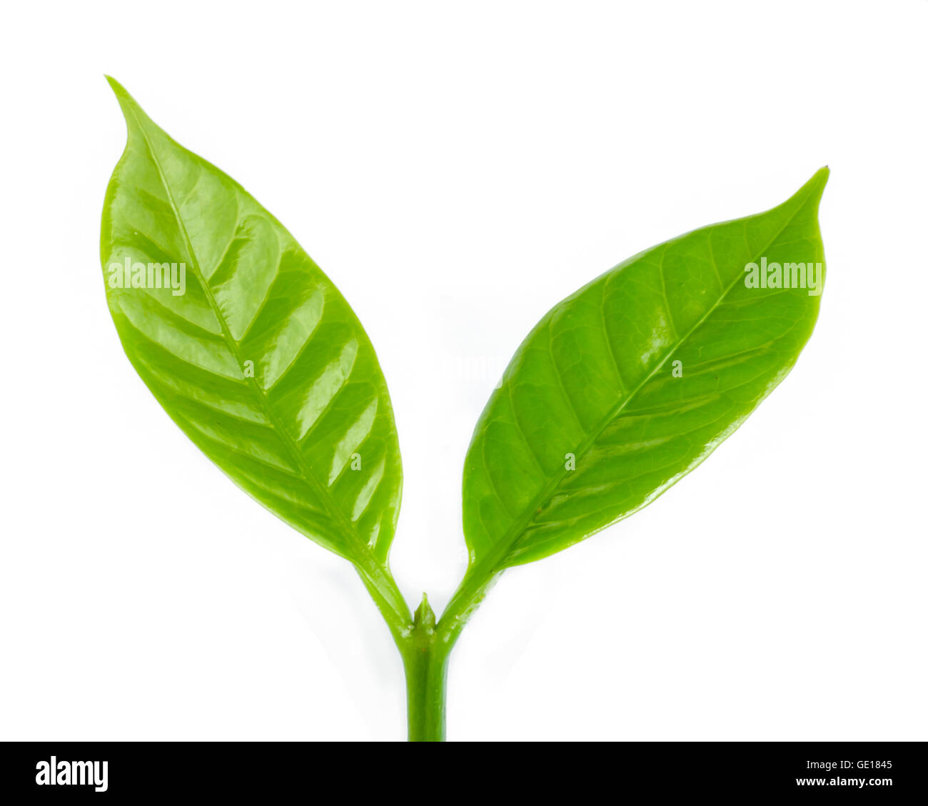 Sprout with leaf hi-res stock photography and images - Alamy