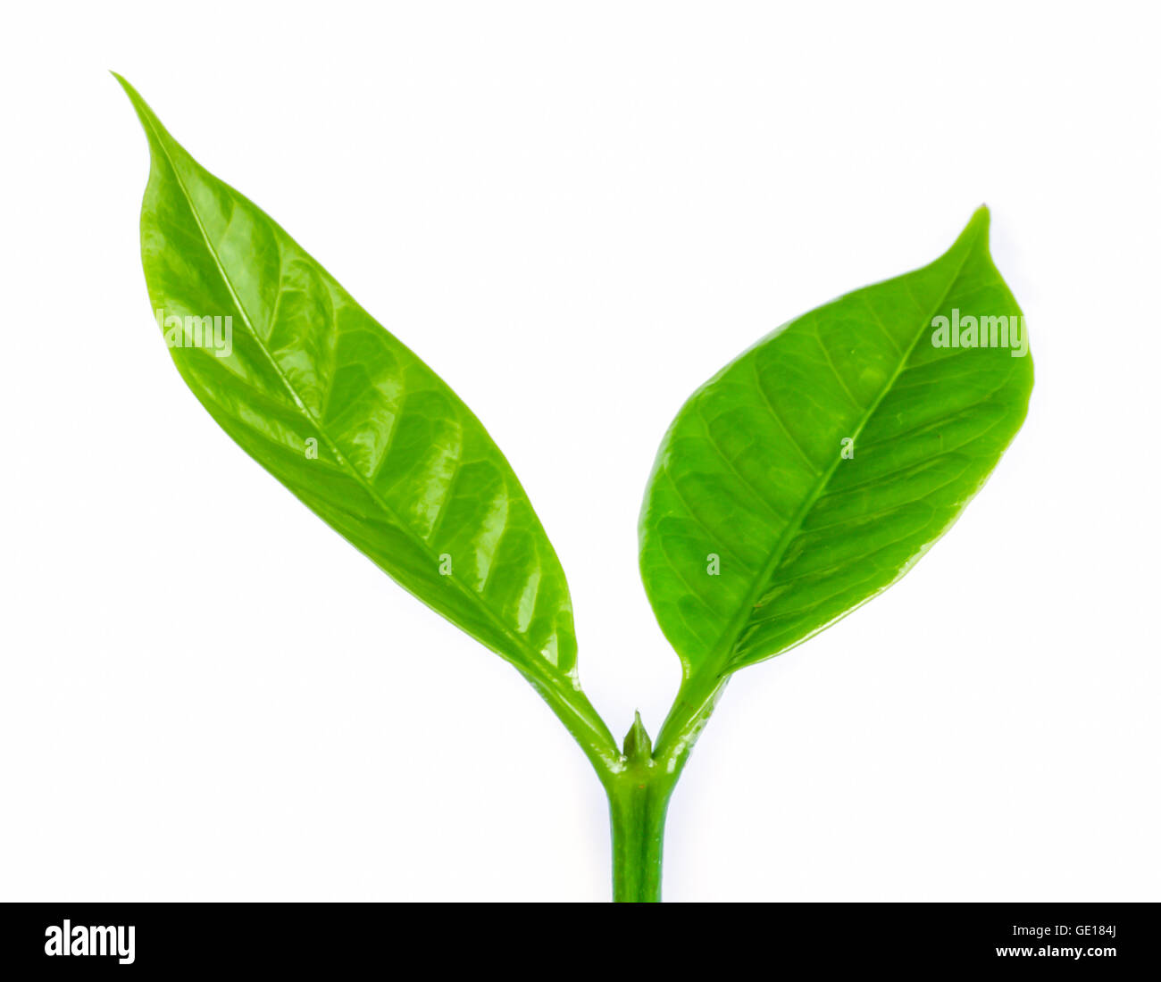 Sprout with leaf hi-res stock photography and images - Alamy