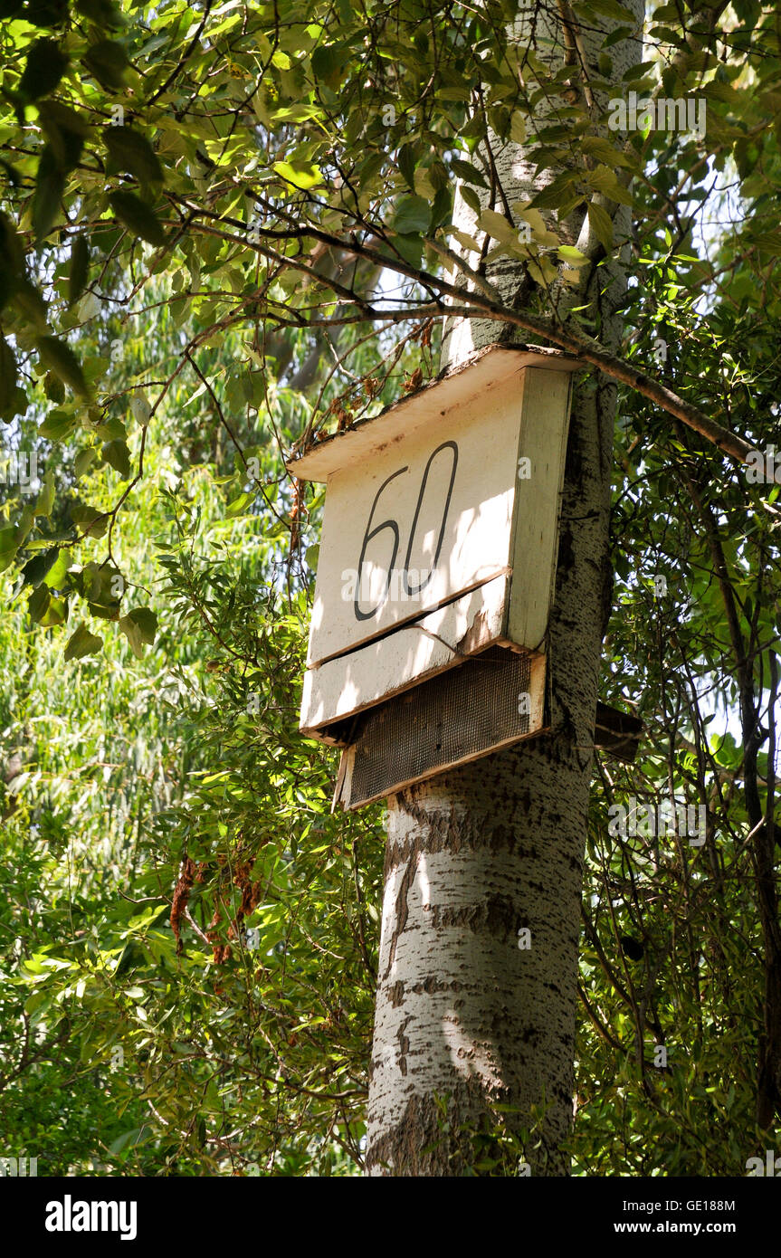 Bats nest hi-res stock photography and images - Alamy