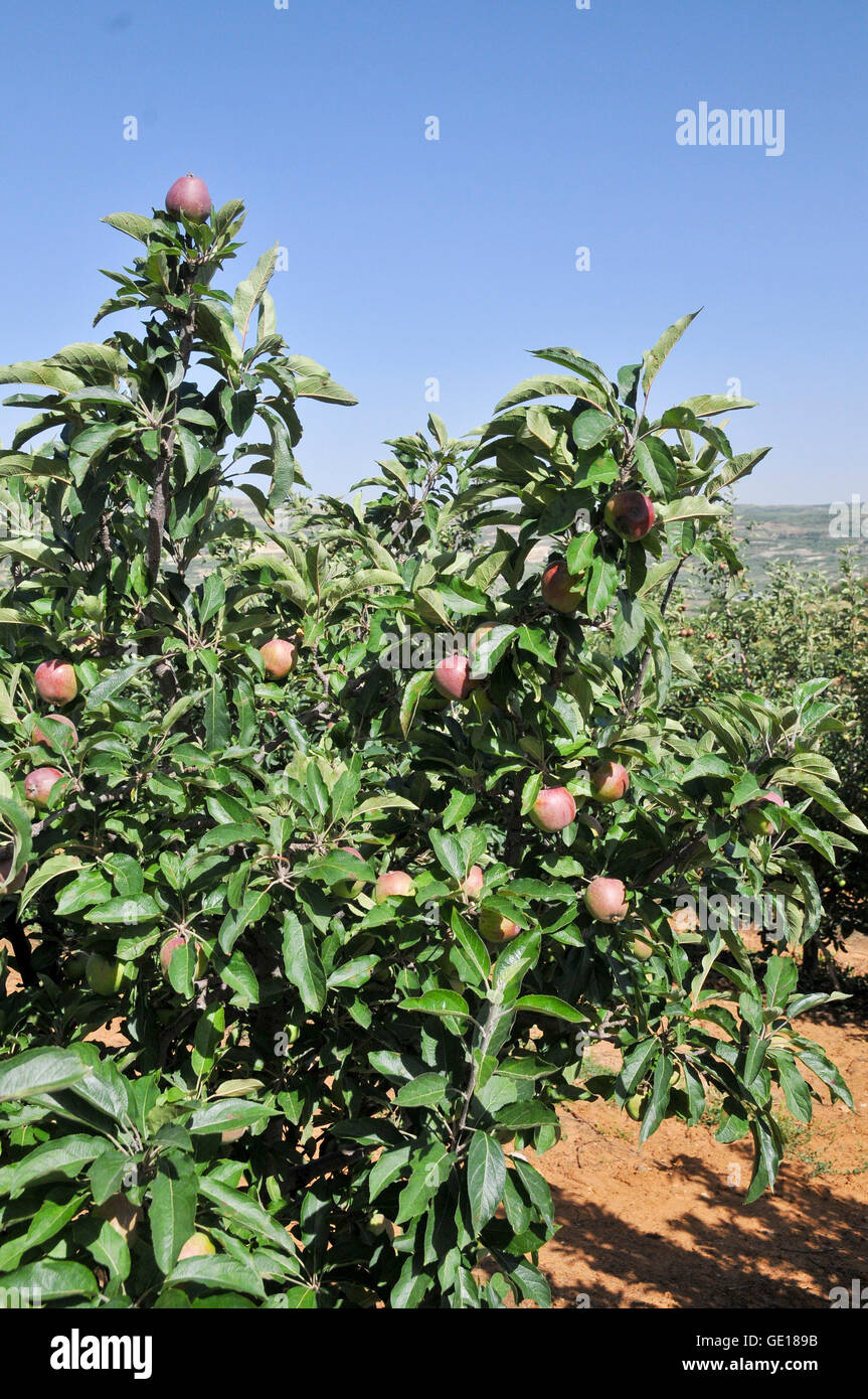 Orchard Israel High Resolution Stock Photography and Images - Alamy