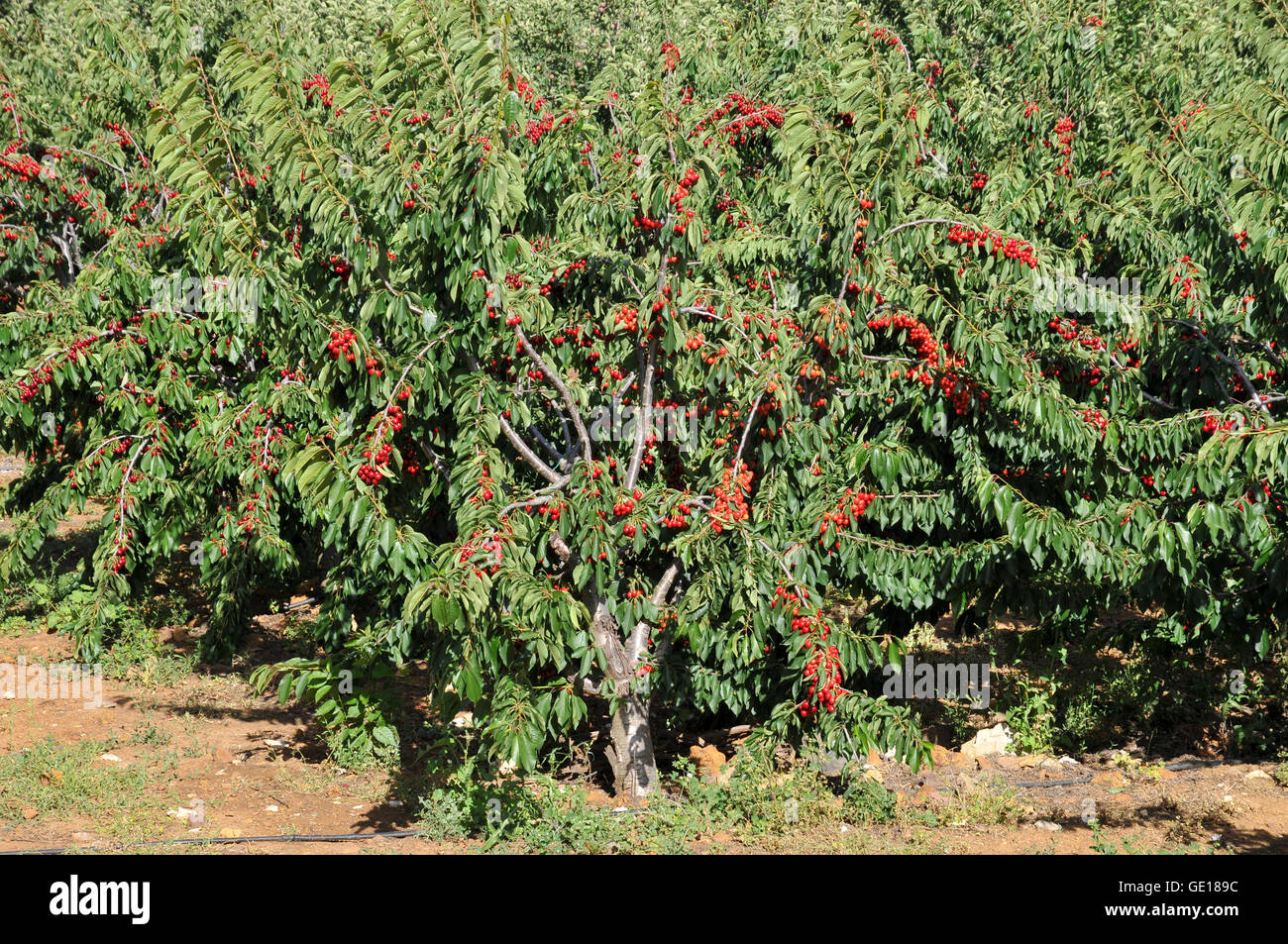 Cherry Orchard close up of ripe Cherries on a tree. Photographed on ...