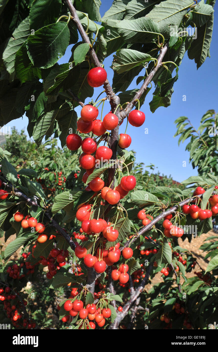 Cherry Orchard close up of ripe Cherries on a tree. Photographed on ...
