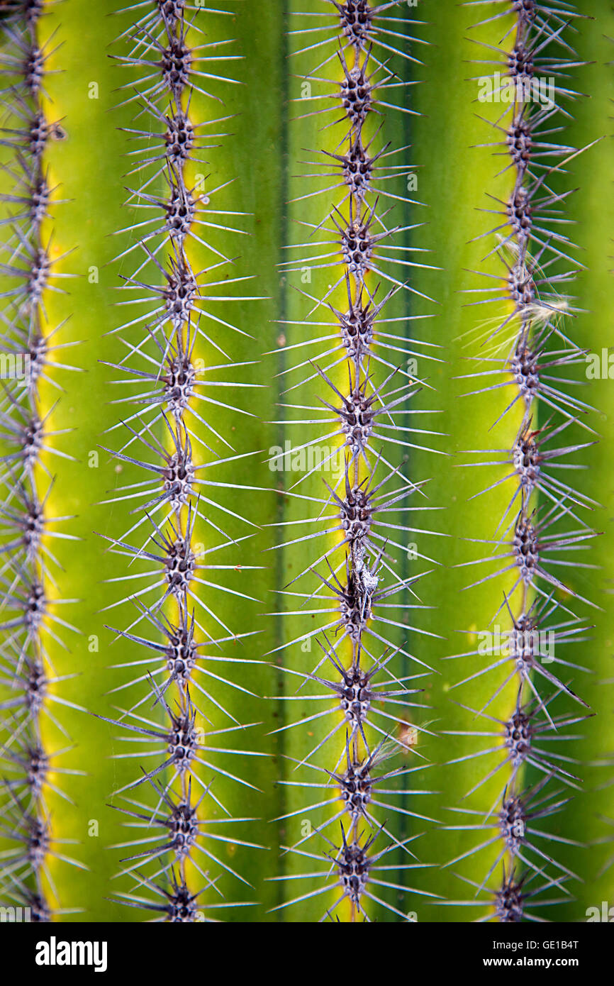 Closeup detail of the desert cactus Stock Photo - Alamy