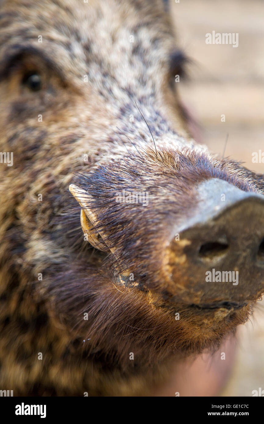 Side view of wild boar hi-res stock photography and images - Alamy