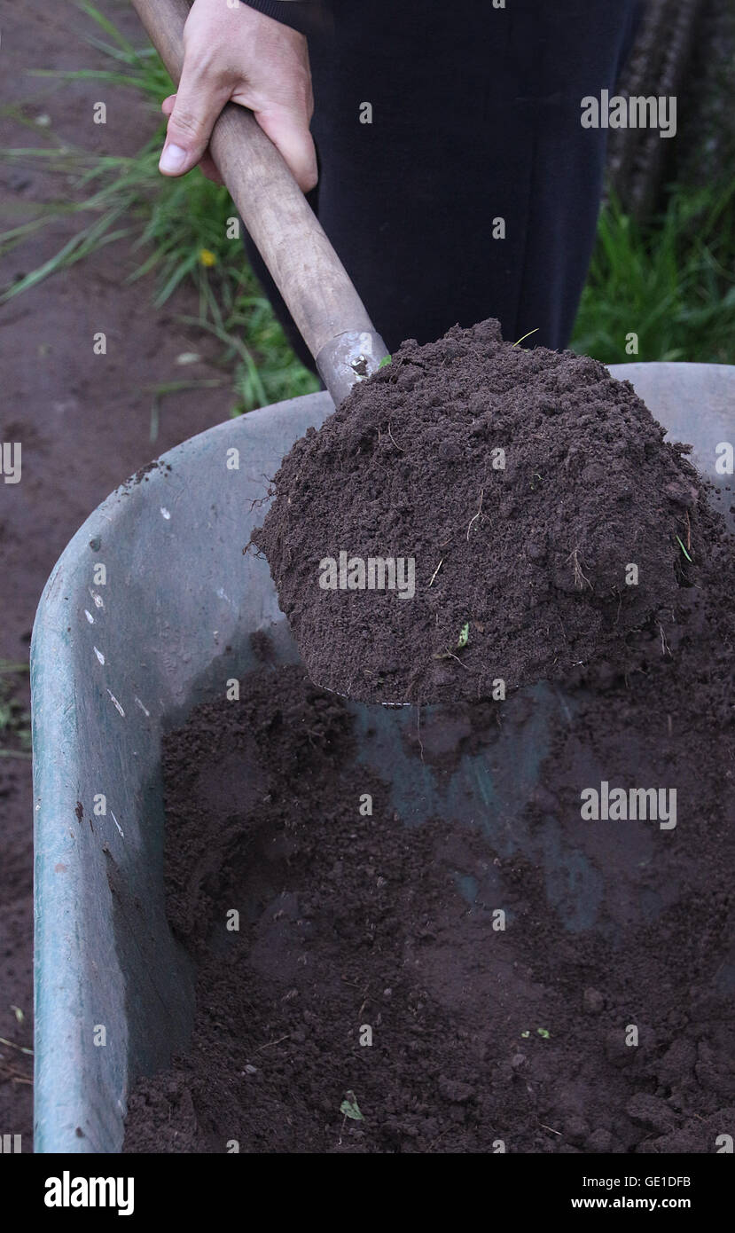 Man shoveling soil Stock Photo - Alamy