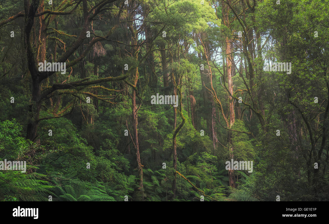Rainforest of australia hi-res stock photography and images - Alamy