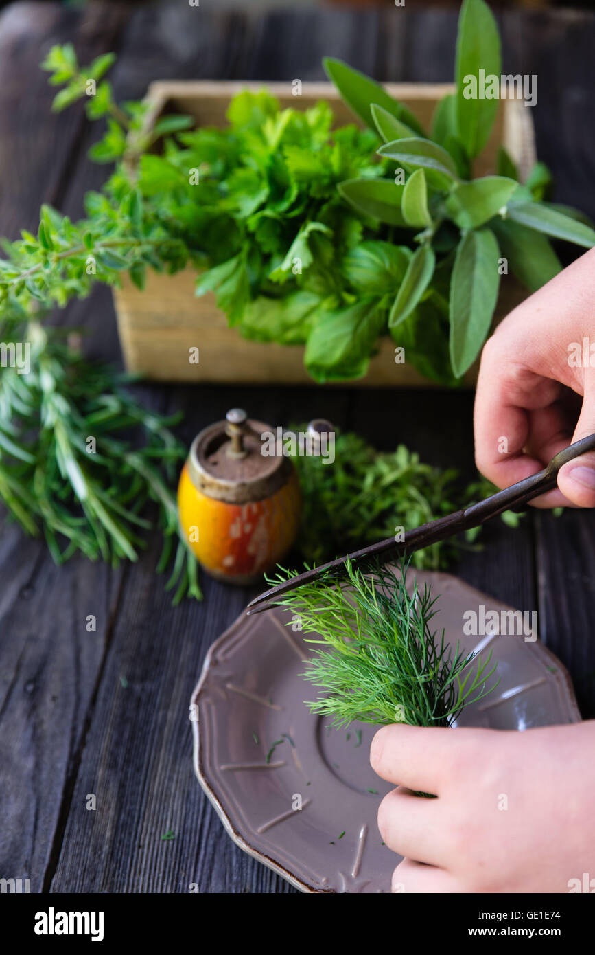 Person cutting fresh herbs with scissors Stock Photo - Alamy