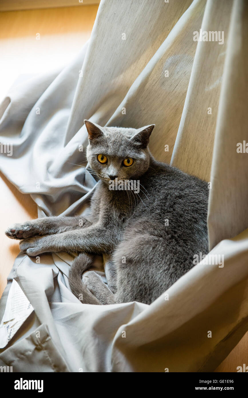 Cat lying on sheet Stock Photo - Alamy