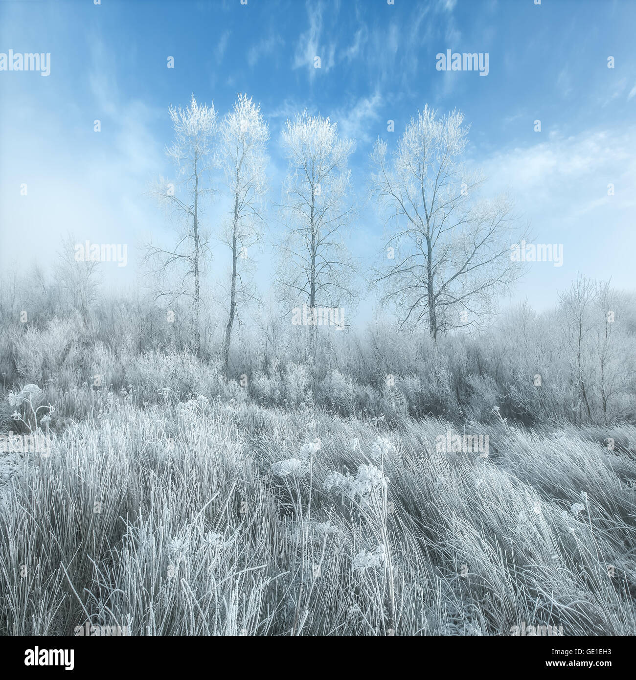 Frost covered landscape, Cavan, Ireland Stock Photo - Alamy