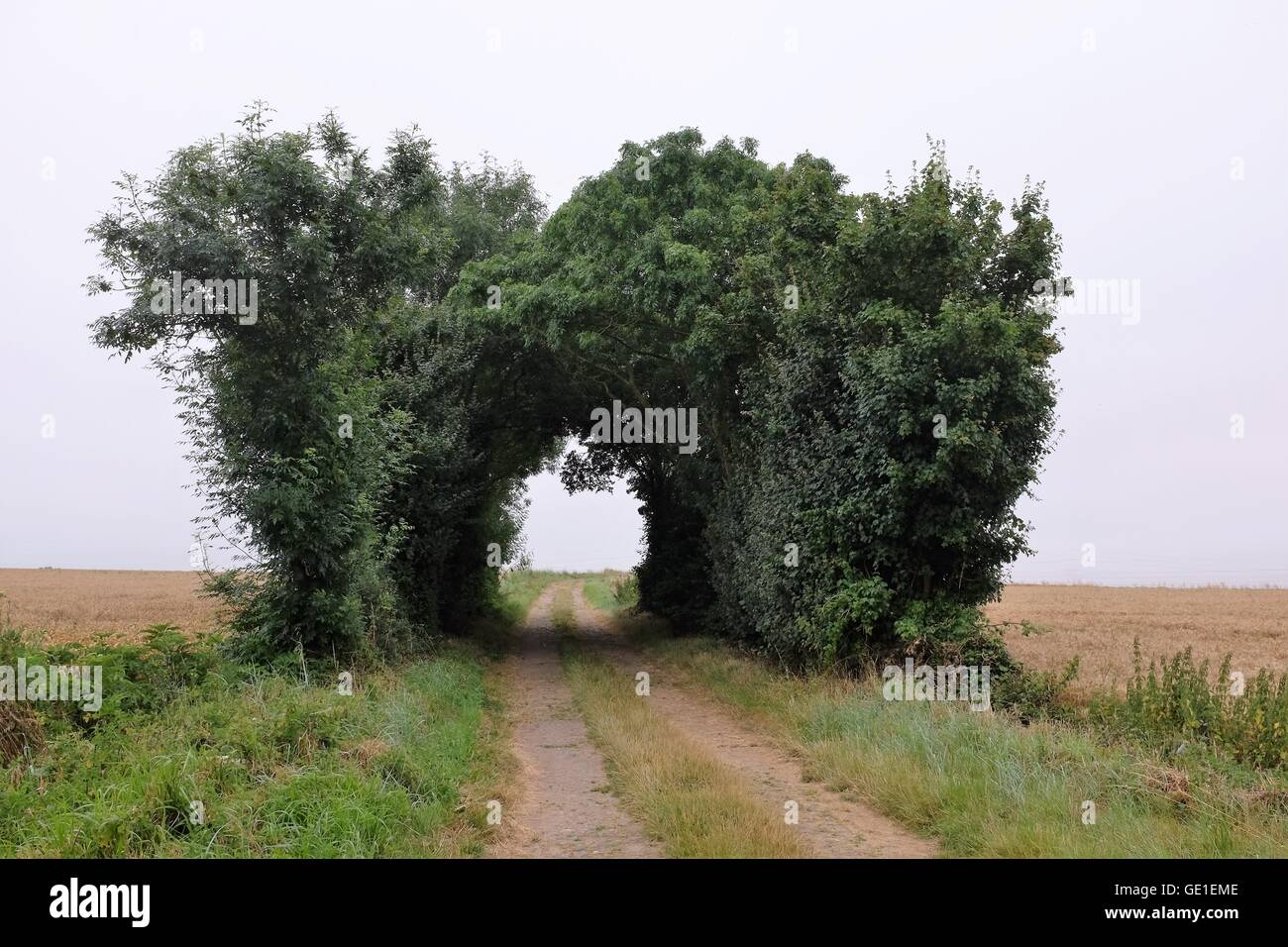 Road through arch made of trees hi-res stock photography and images - Alamy