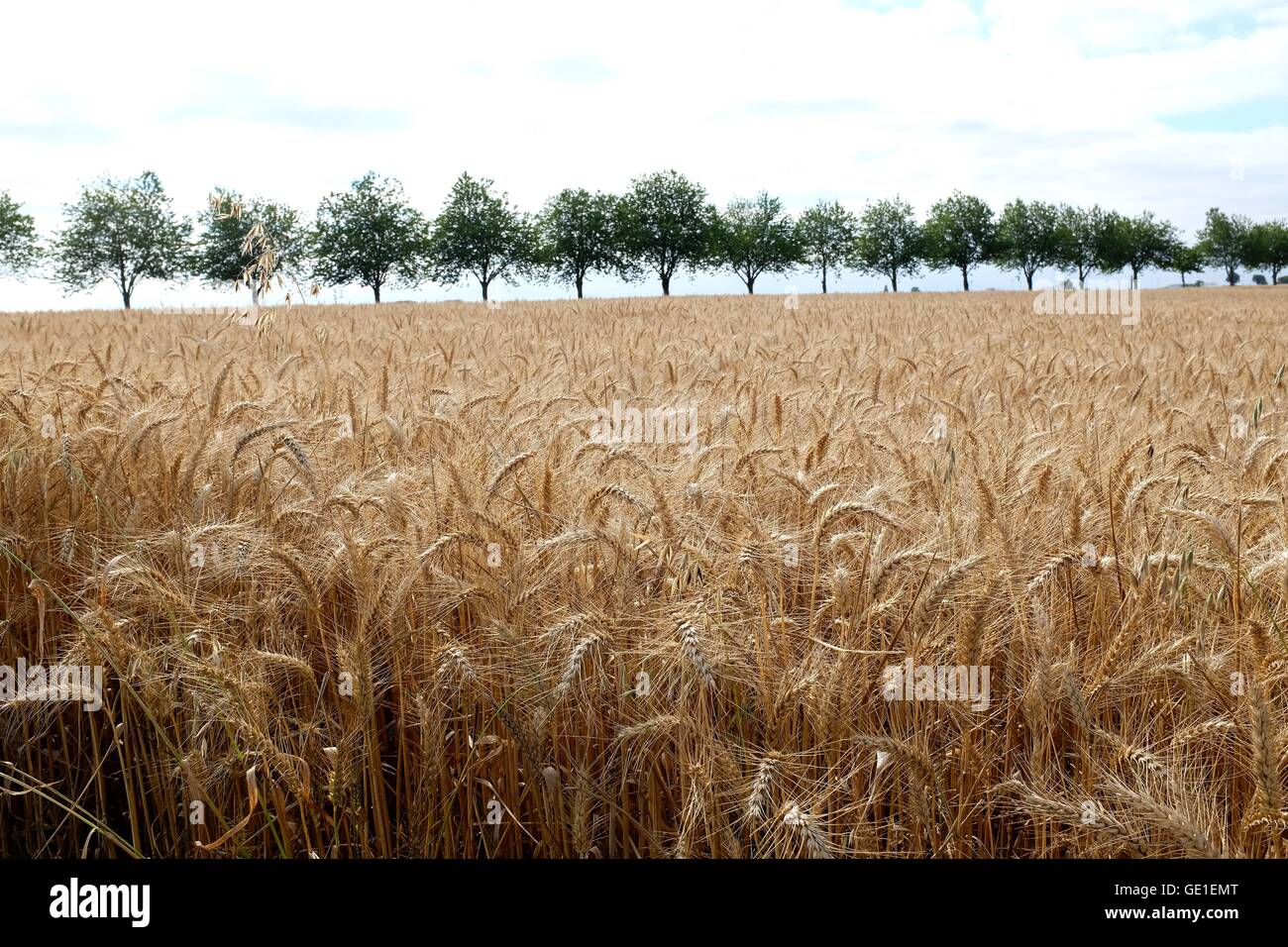 Row of wheat hi-res stock photography and images - Alamy