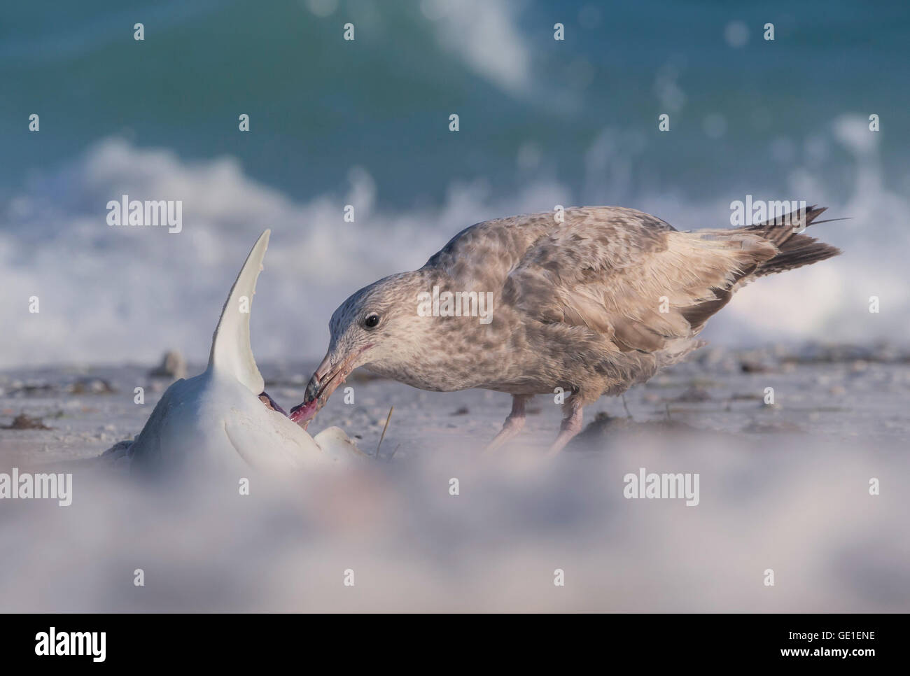 Seagull eating a dead shark on beach, Sarasota, Florida, United States ...