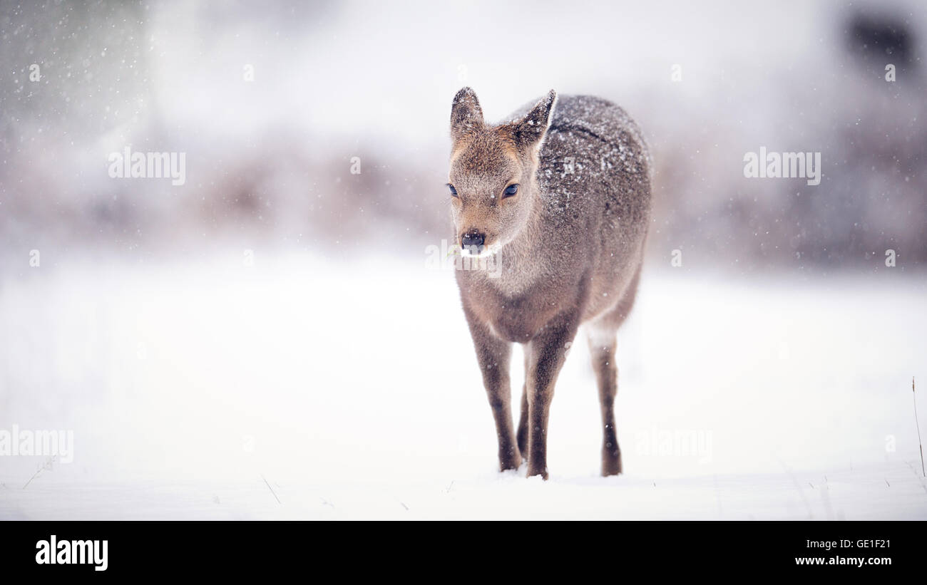 Deer in motion hi-res stock photography and images - Alamy