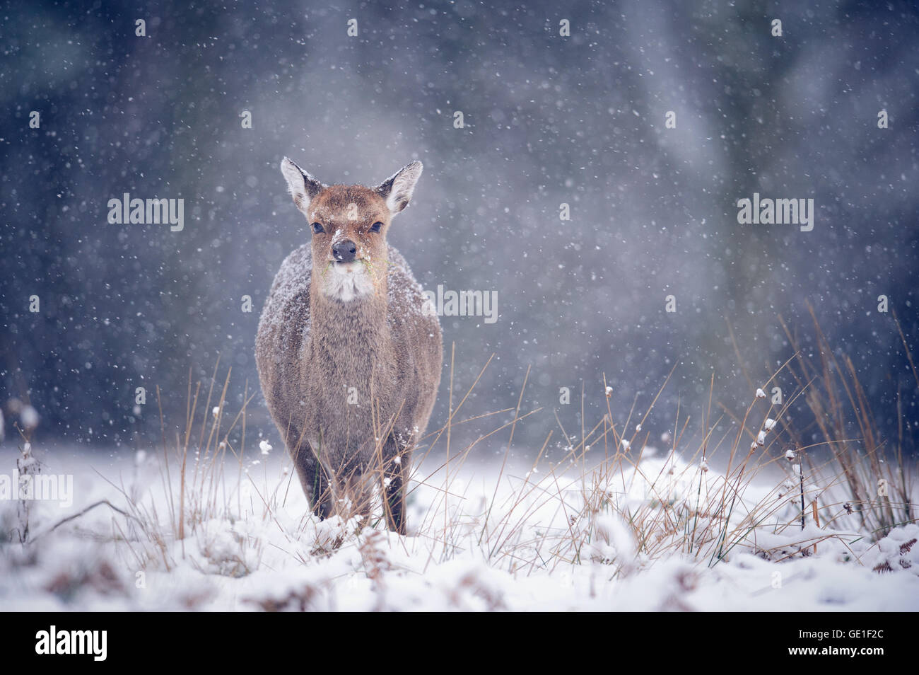 Deer running in snow Stock Photo - Alamy