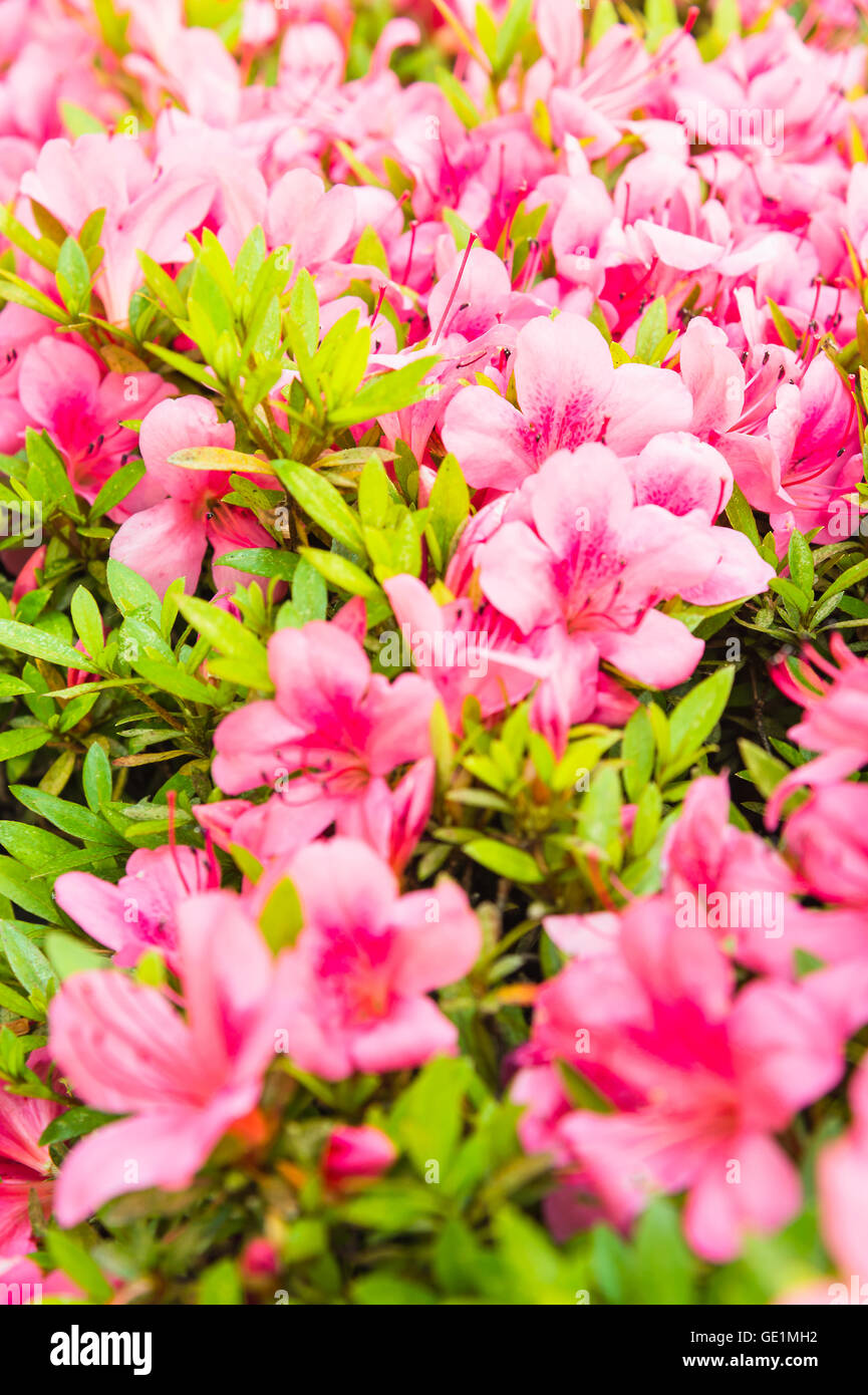 Pink Azalea flower blossom in a park , Japan Stock Photo - Alamy