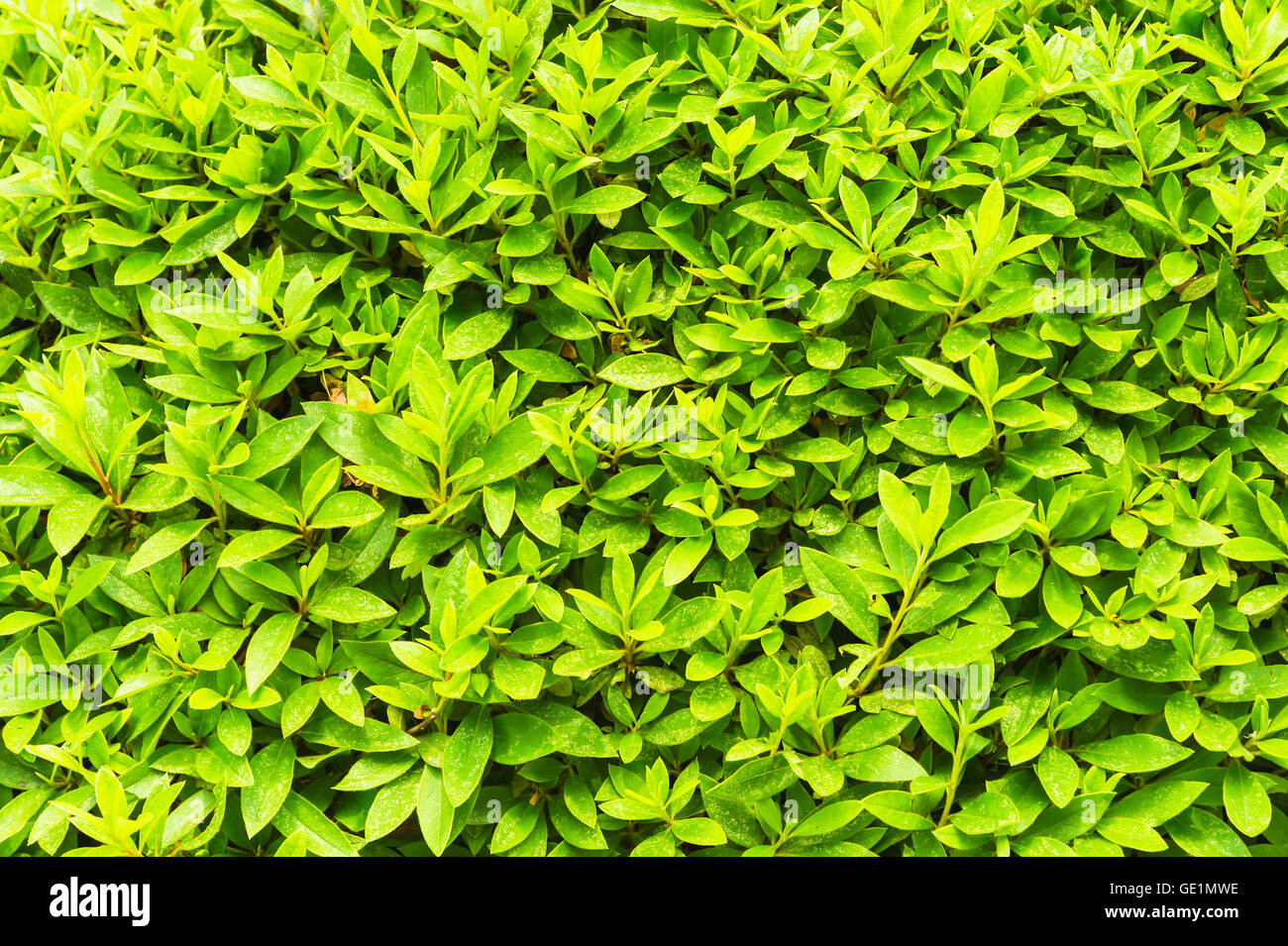 Green leaf, tiny green leaf, natural green background texture Stock ...