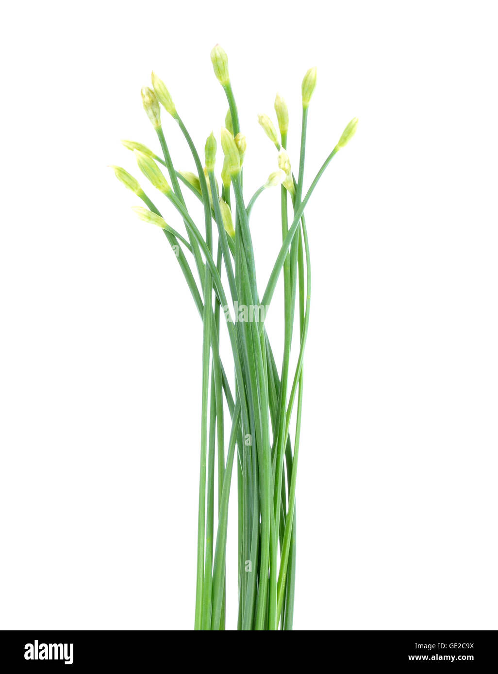 Chives flower or Chinese Chive isolated on white background Stock Photo ...