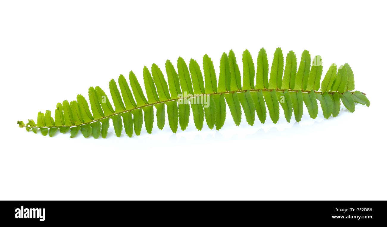 Close up frond leaf fern isolated on white background Stock Photo - Alamy
