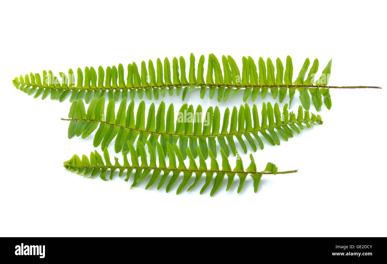 Close up frond leaf fern isolated on white background Stock Photo - Alamy