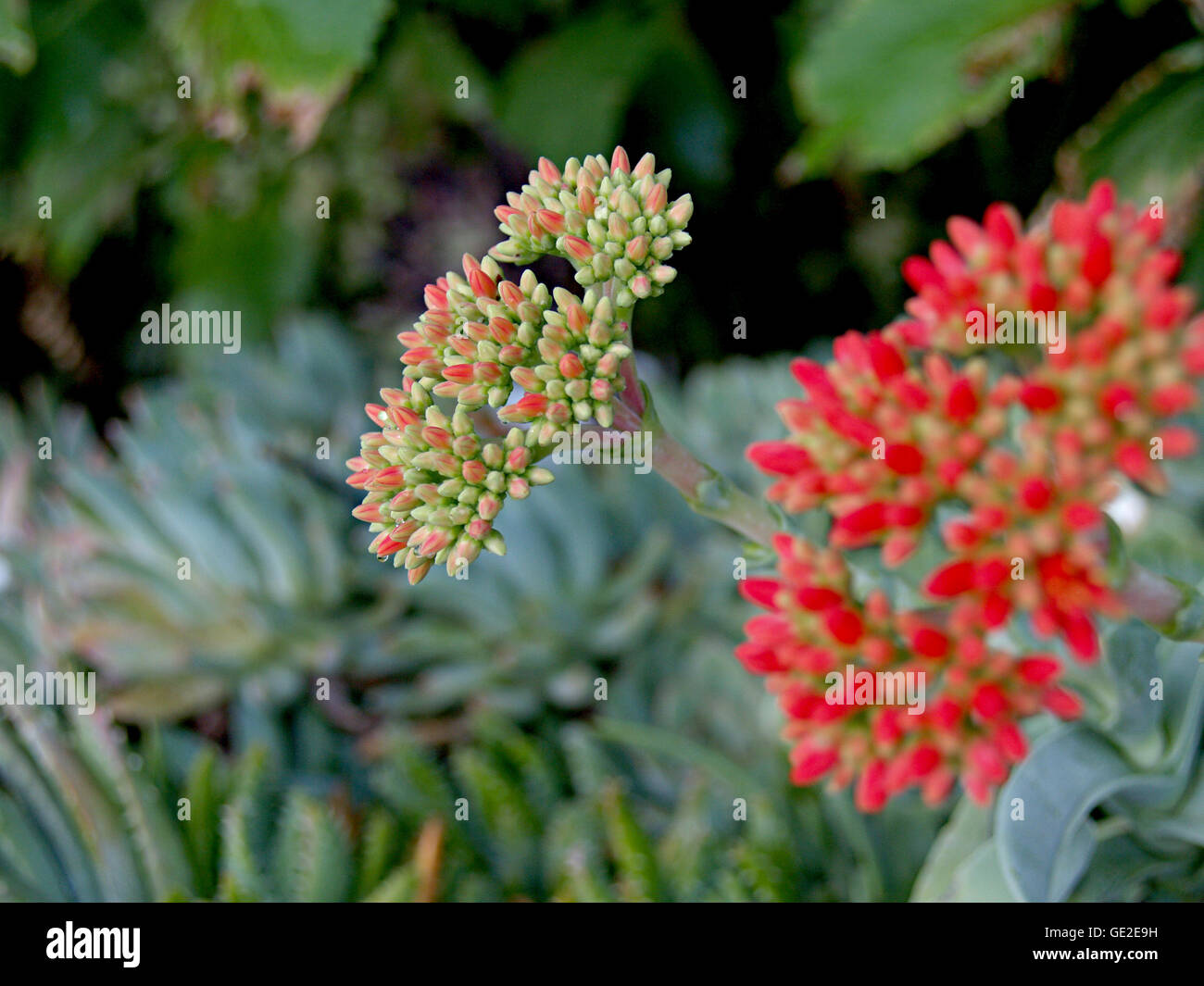 Cactus hybridization hi-res stock photography and images - Alamy