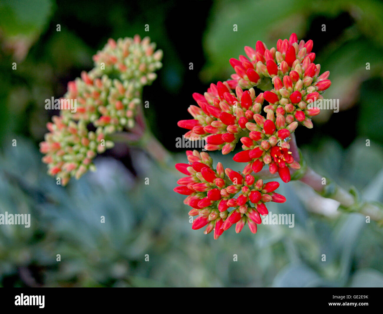 succulent flowers immature and mature Stock Photo - Alamy