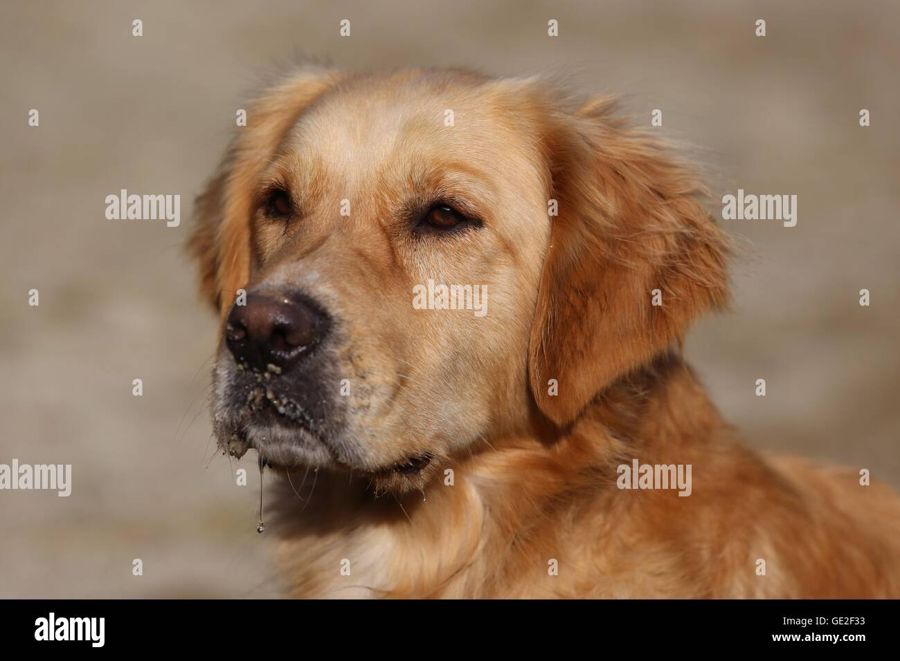 Golden Retriever Portrait Stock Photo - Alamy
