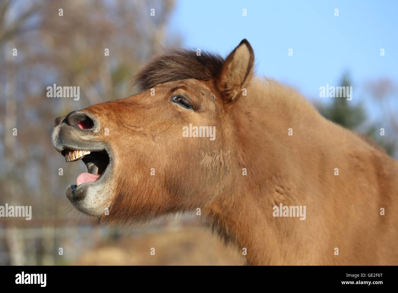 Horse pony yawn yawning hi-res stock photography and images - Alamy