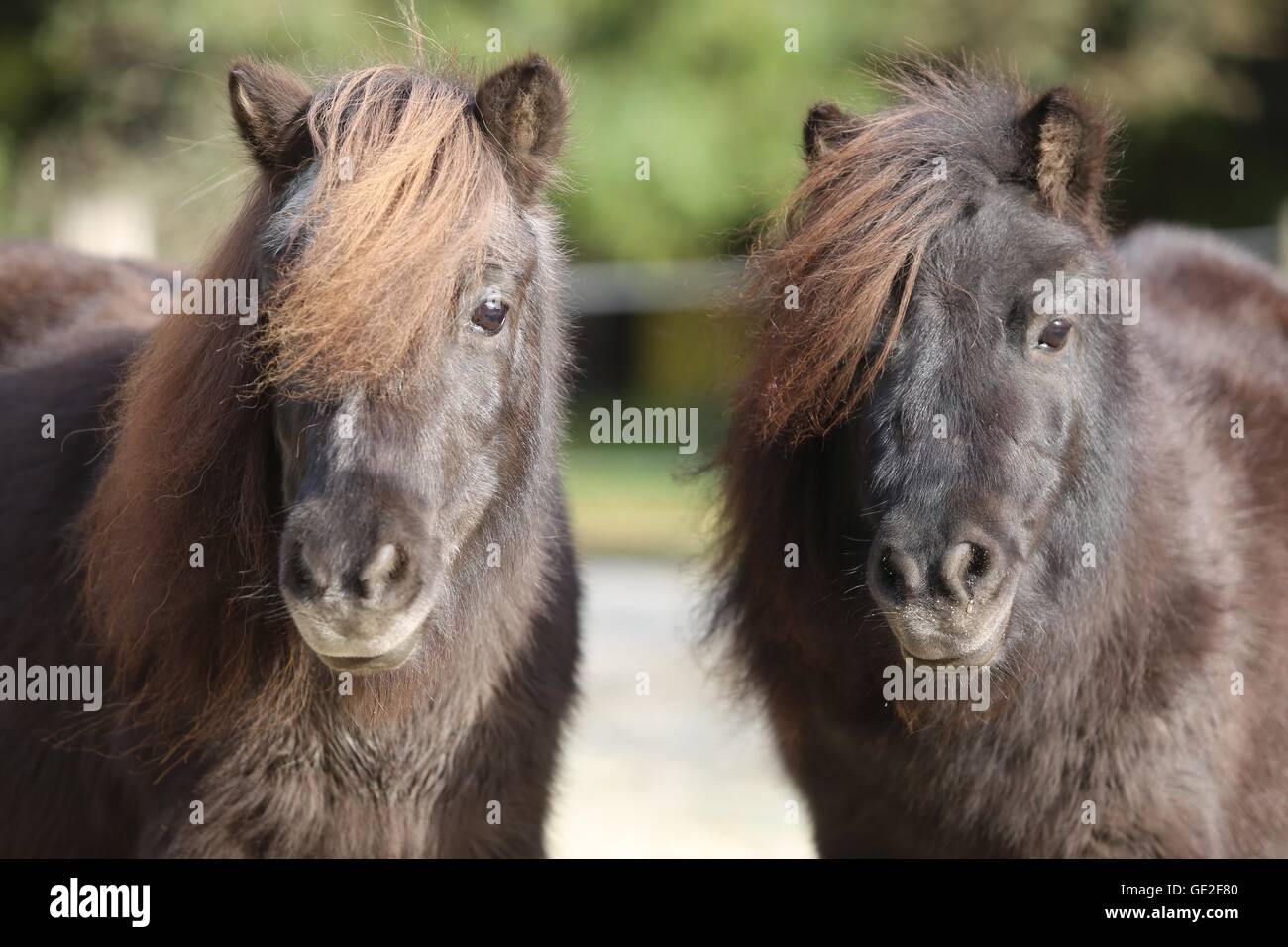 Mini Shetland Pony Portrait Stock Photo - Alamy