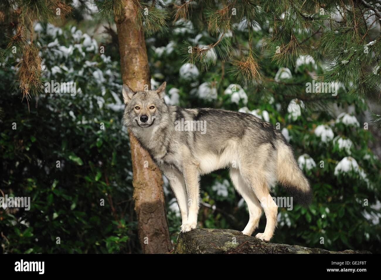 American wolfhound hi-res stock photography and images - Alamy