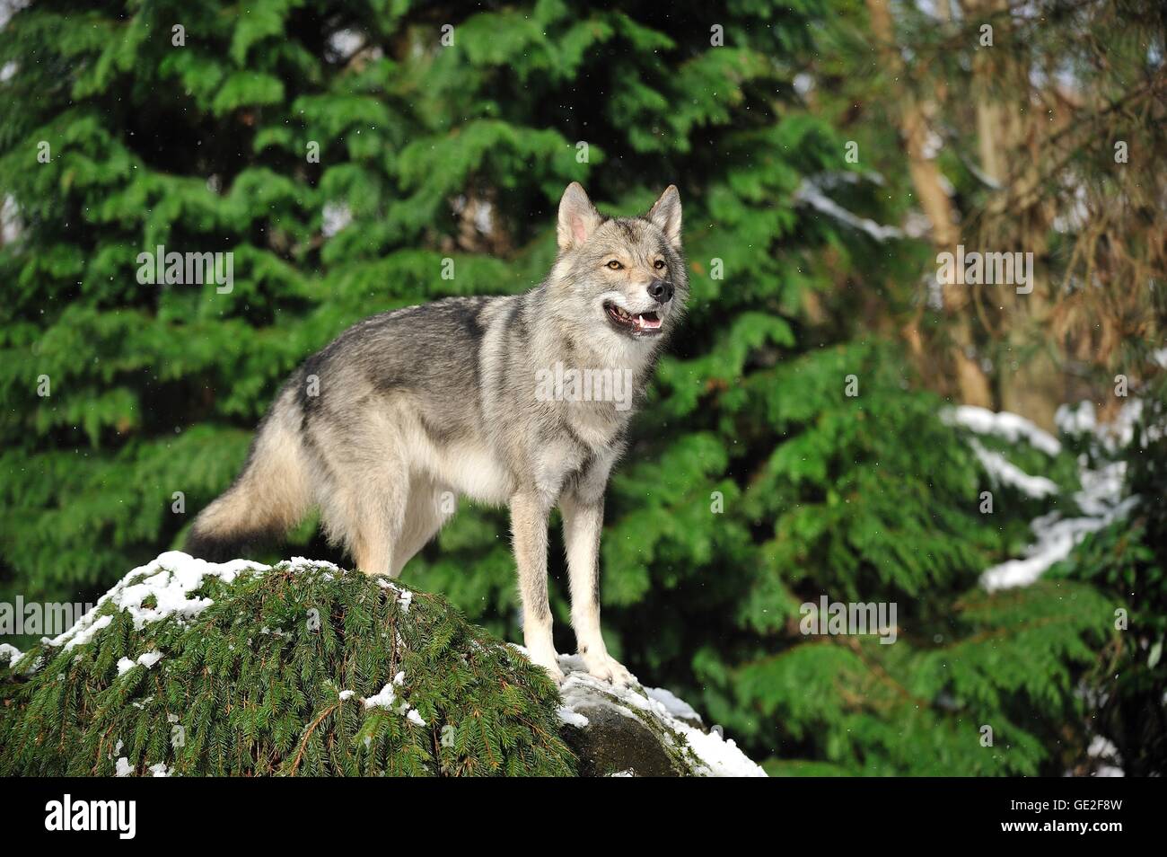 American wolfdog hi-res stock photography and images - Alamy