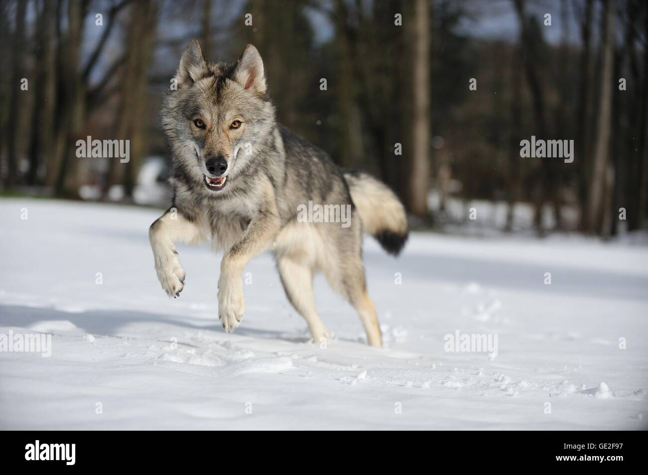 American wolfdog hi-res stock photography and images - Alamy