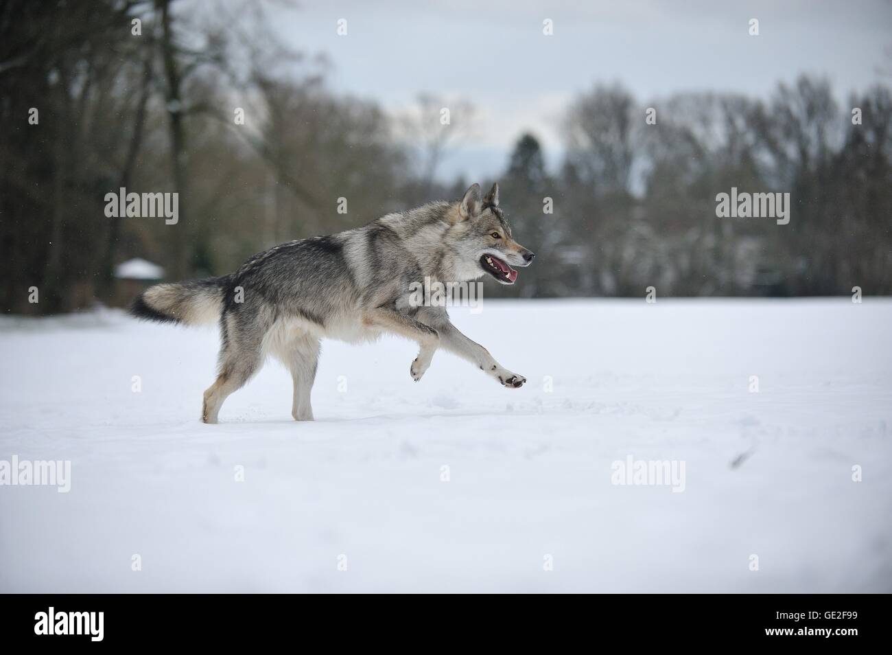 American wolfdog hi-res stock photography and images - Alamy