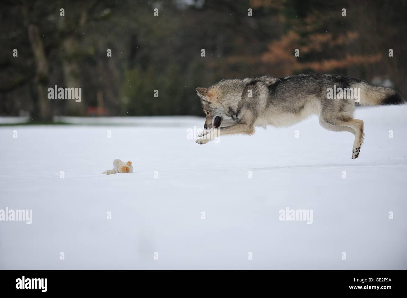 American wolfhound hi-res stock photography and images - Alamy