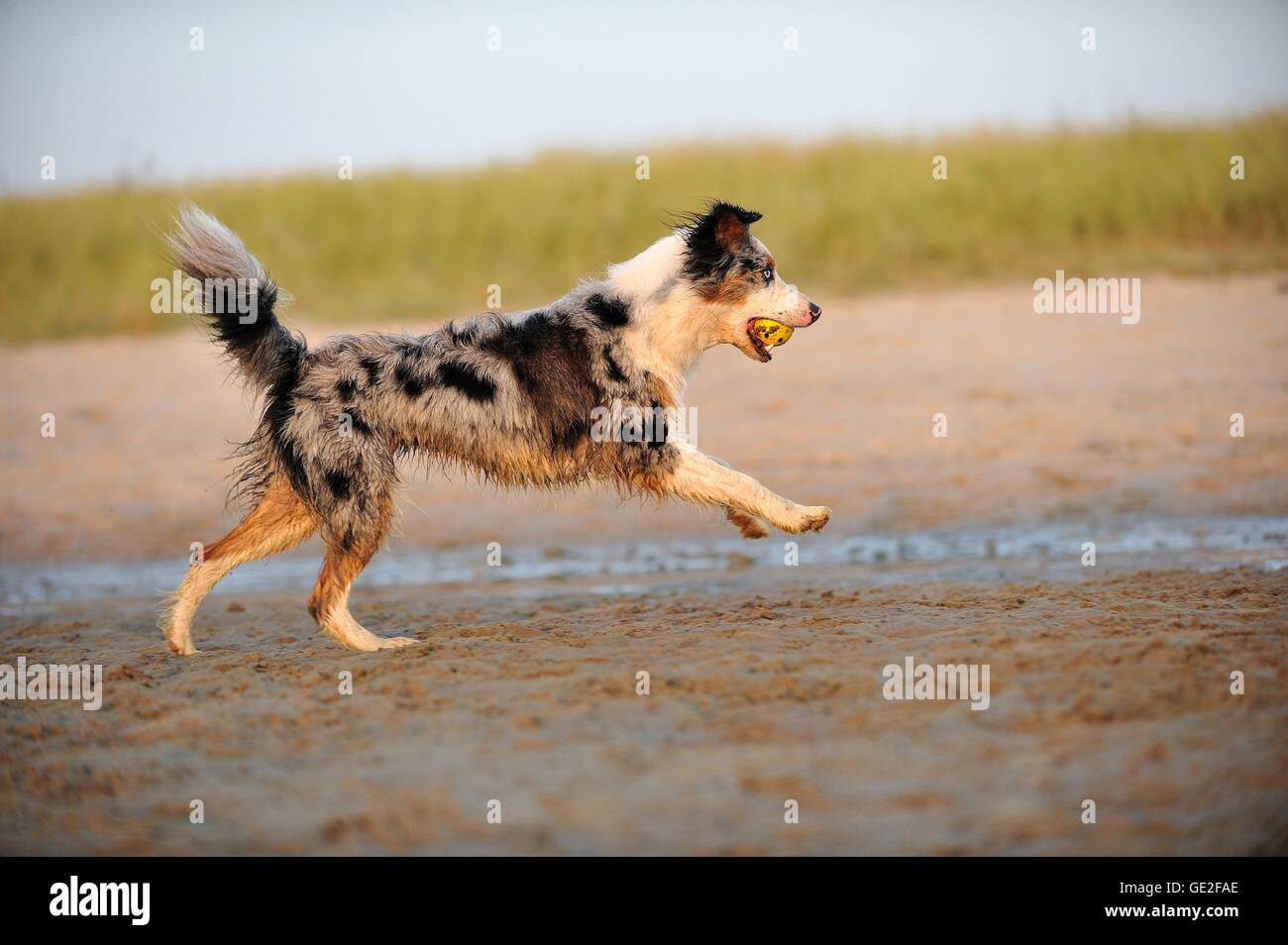 playing Australian Shepherd Stock Photo - Alamy