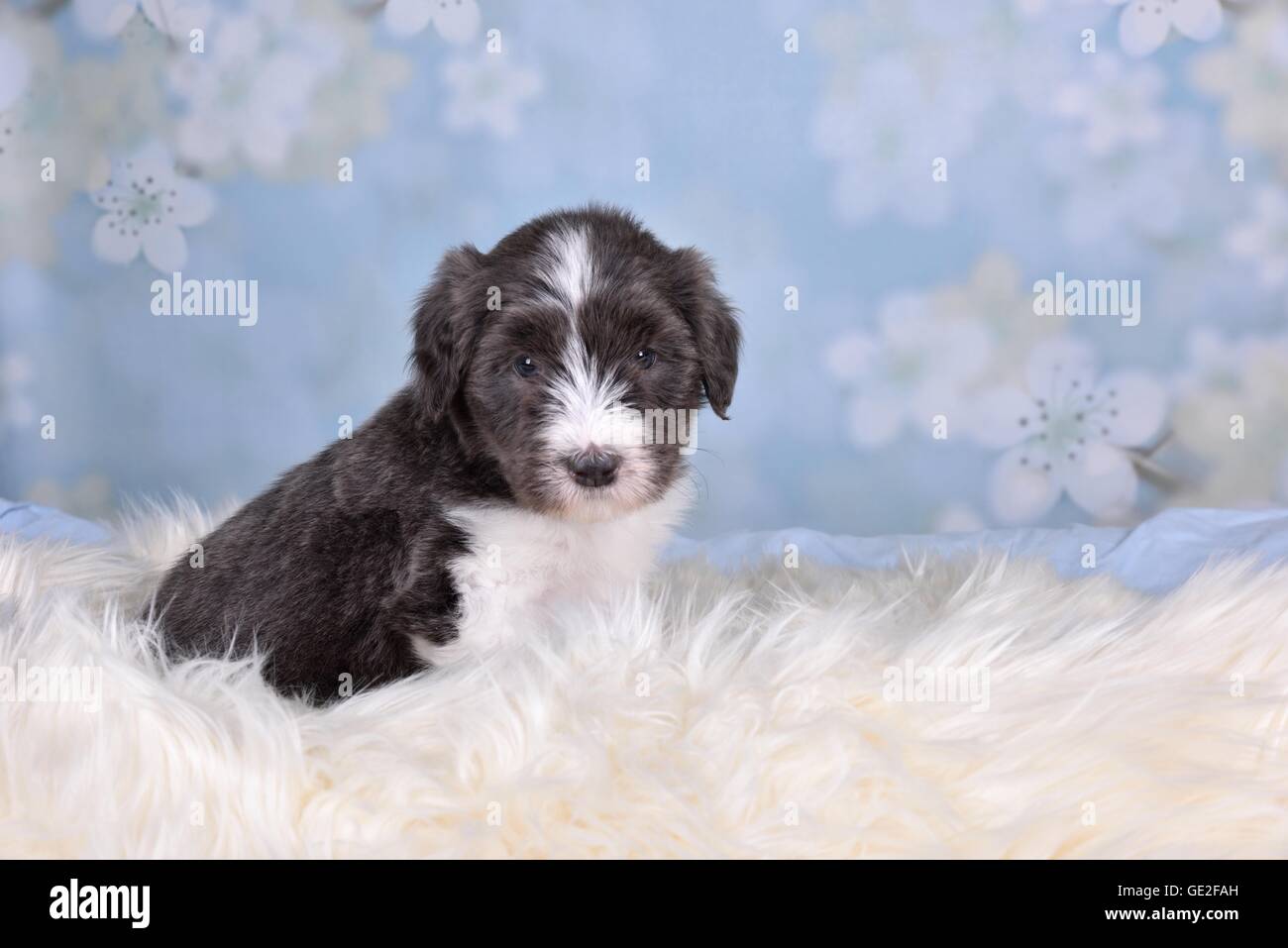 Bearded Collie Puppy Stock Photo - Alamy