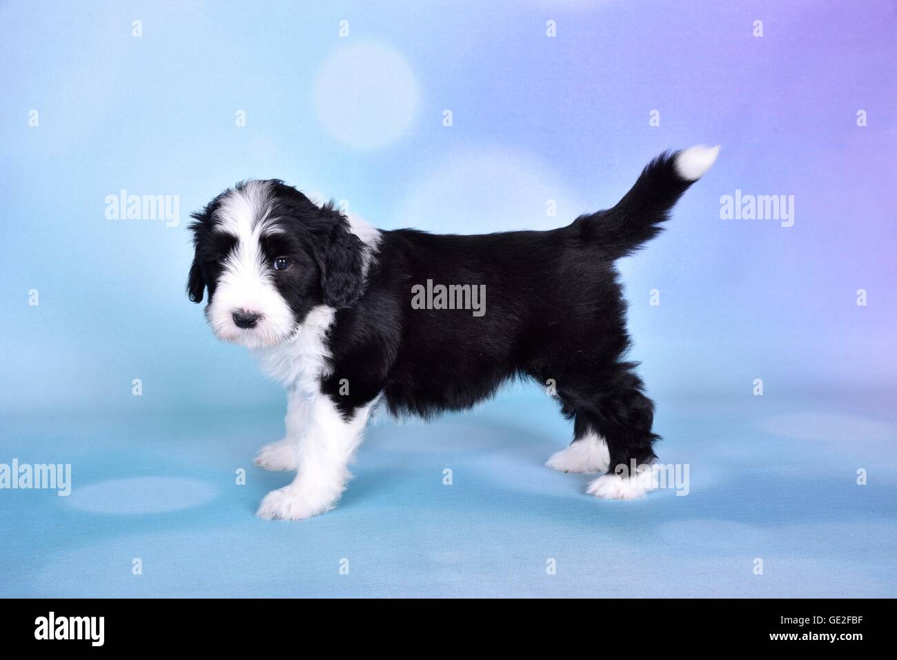 Bearded collie side hi-res stock photography and images - Alamy