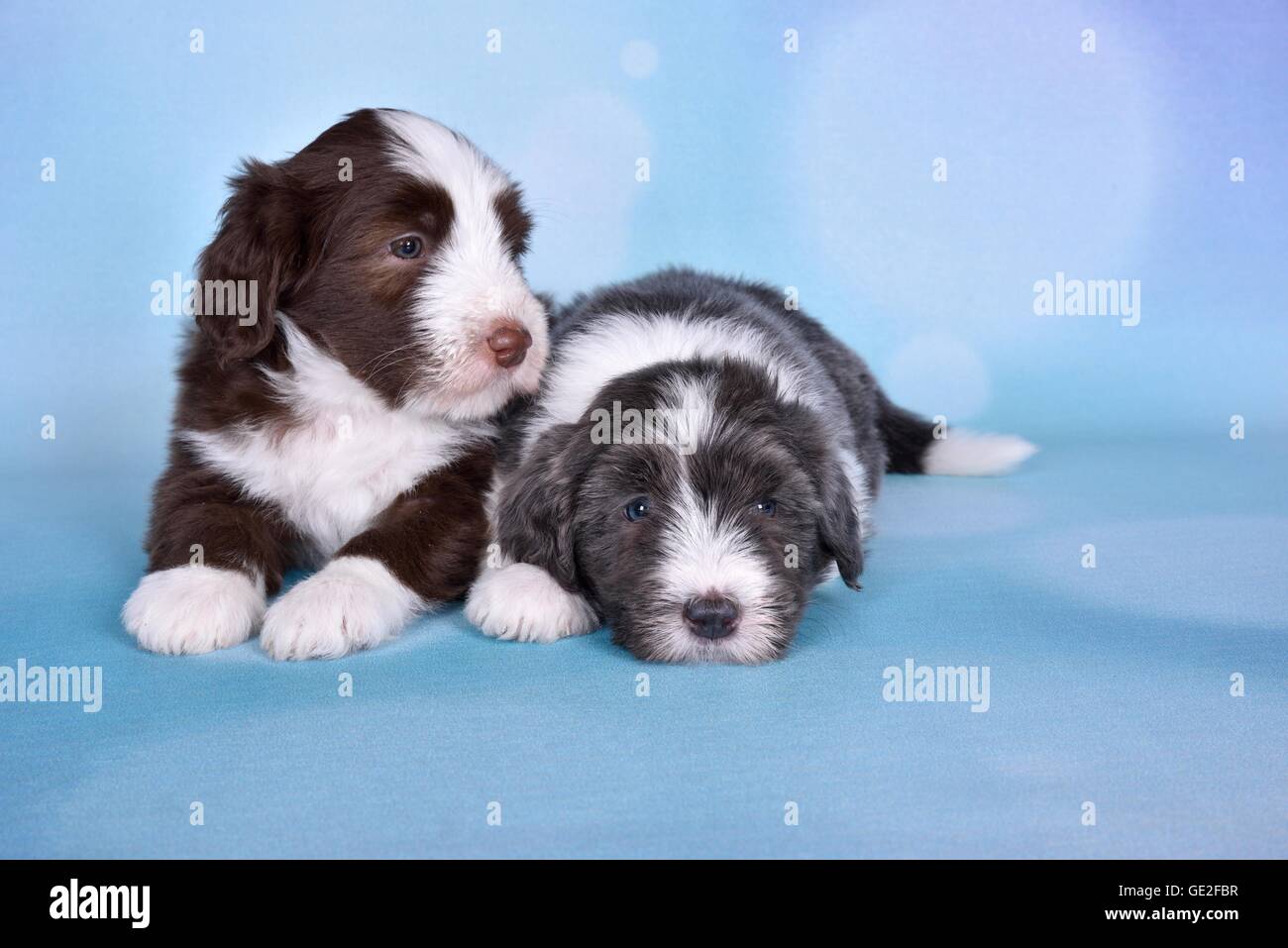 Bearded Collie Puppies Stock Photo - Alamy