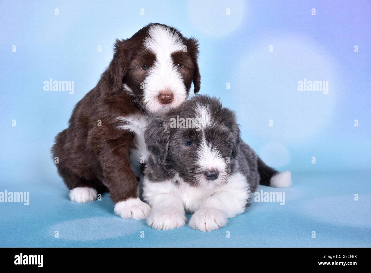 Blue collie two hi-res stock photography and images - Alamy