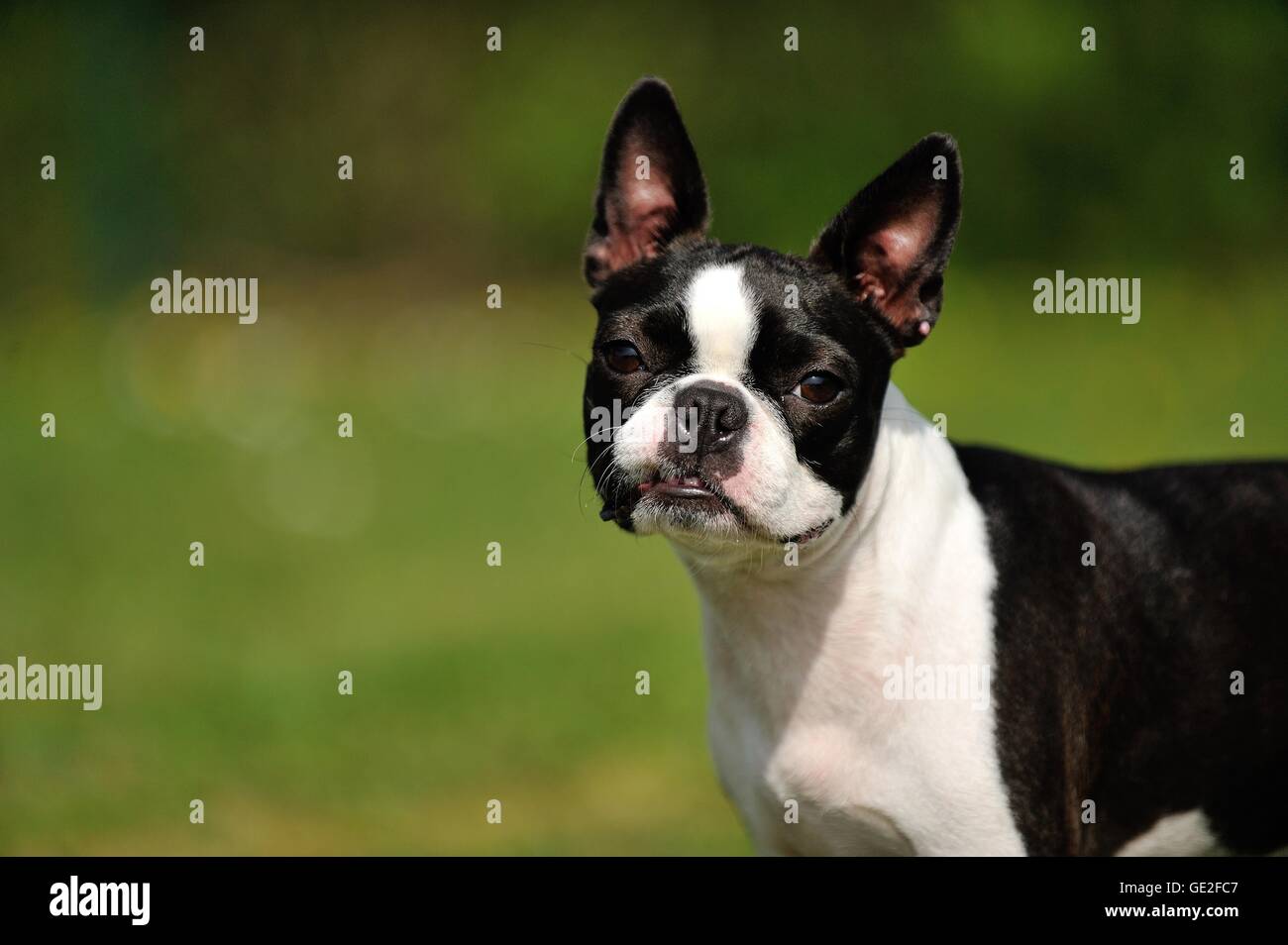 Boston Terrier Portrait Stock Photo - Alamy