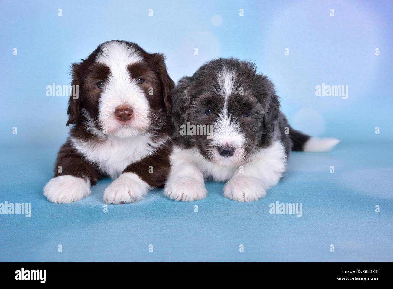 Bearded Collie Puppies High Resolution Stock Photography and Images - Alamy