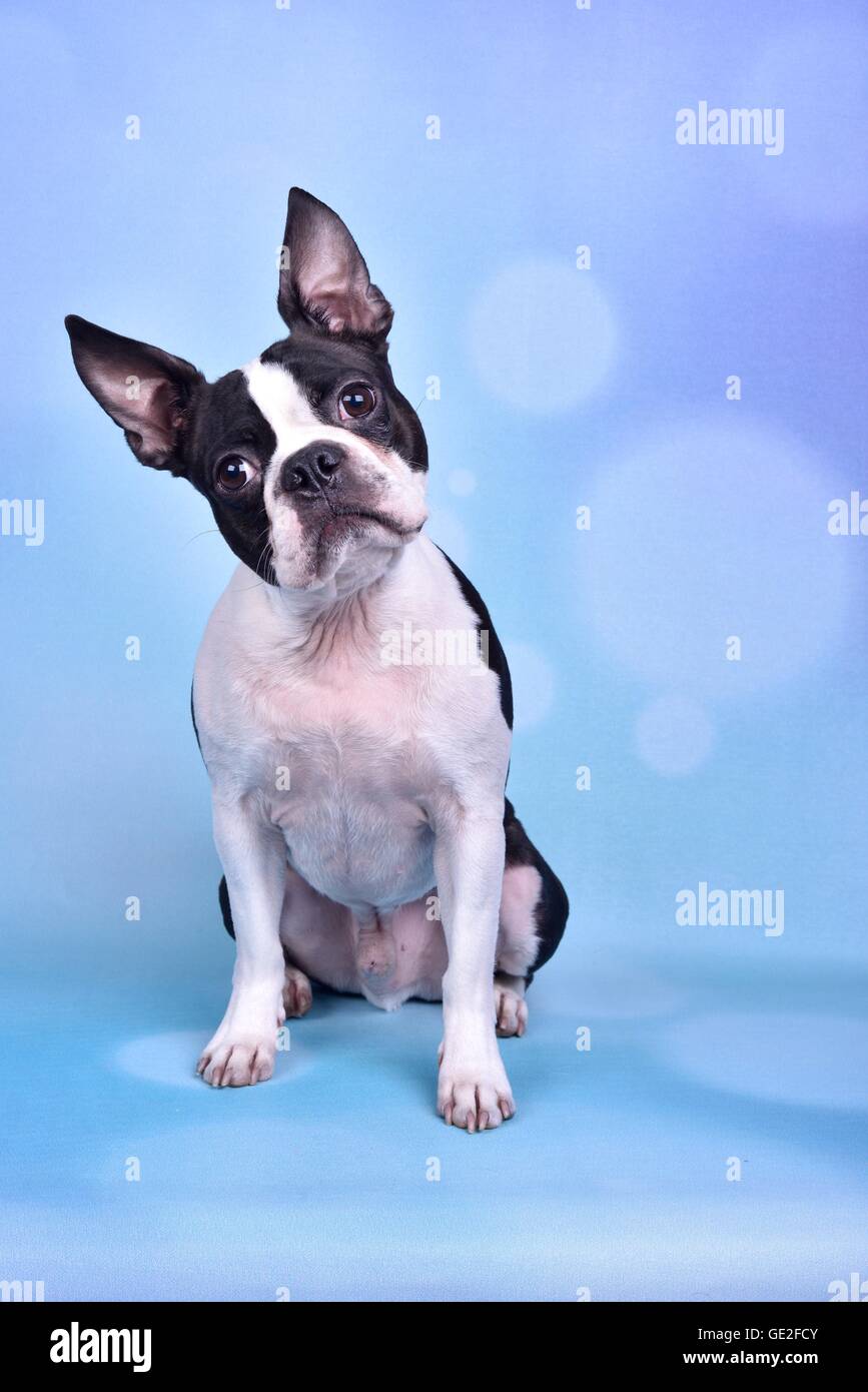 sitting Boston Terrier Stock Photo - Alamy