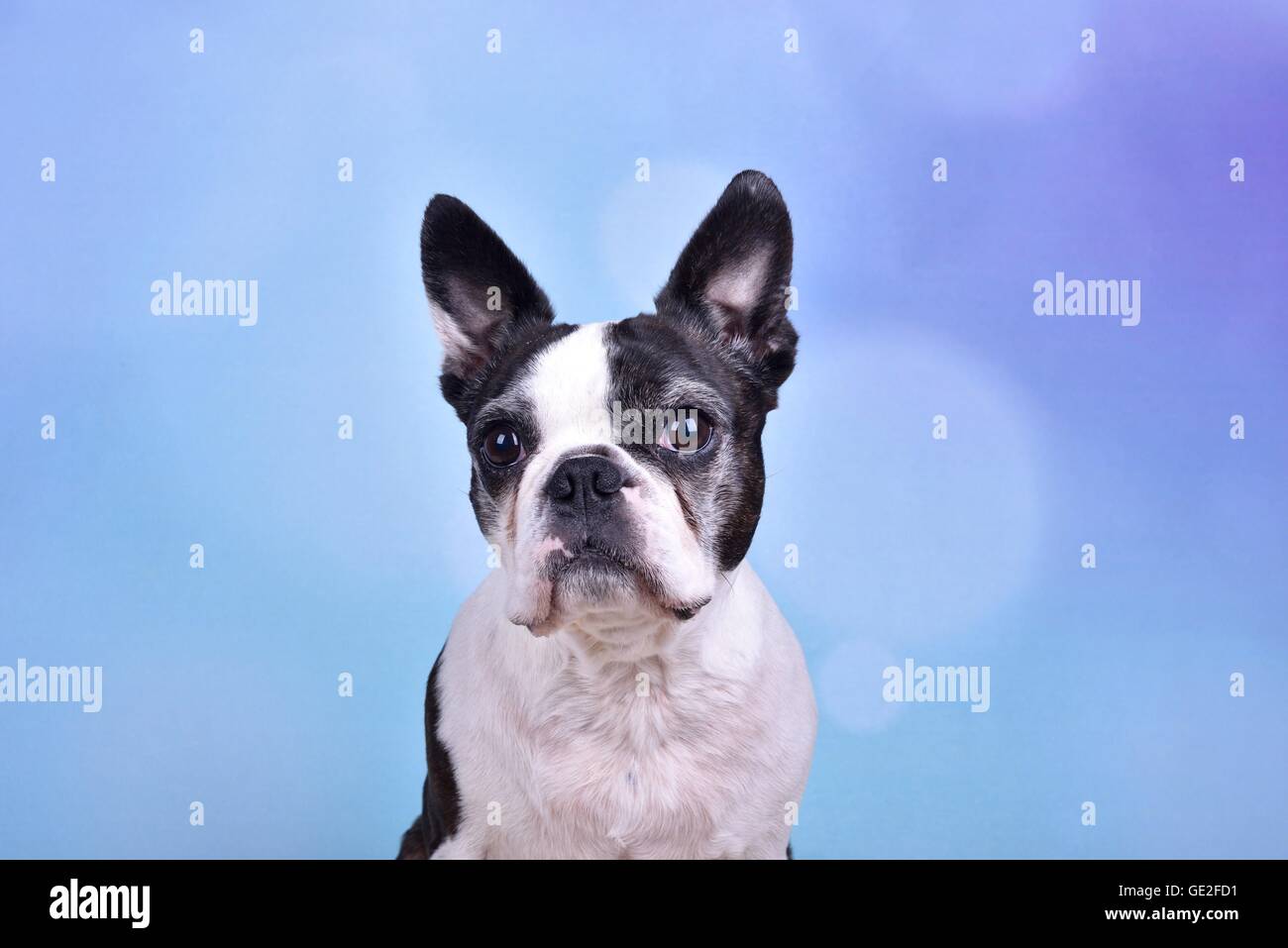 Boston Terrier Portrait Stock Photo - Alamy