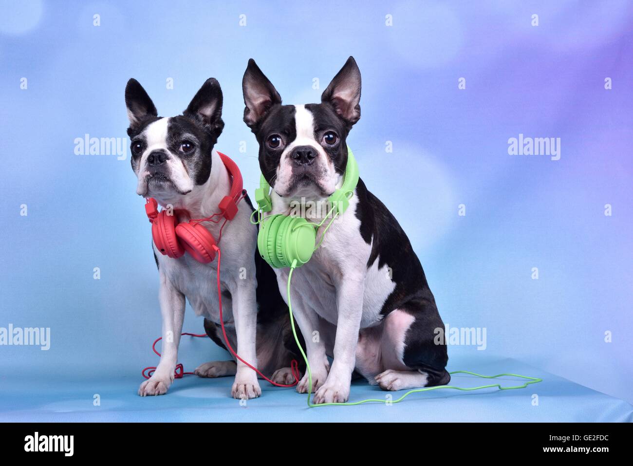 2 Boston Terrier Stock Photo - Alamy