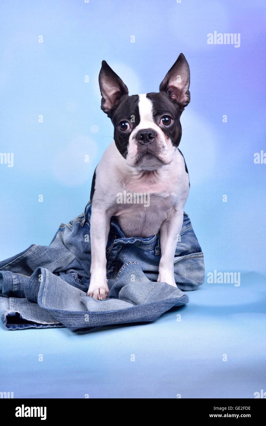 sitting Boston Terrier Stock Photo - Alamy