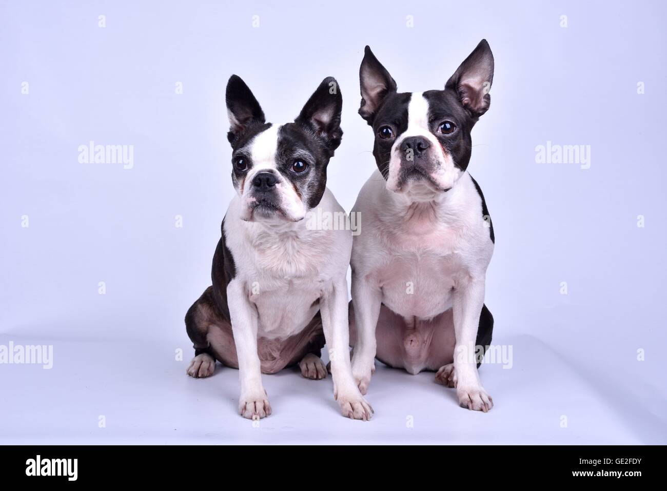Two boston terrier hi-res stock photography and images - Alamy