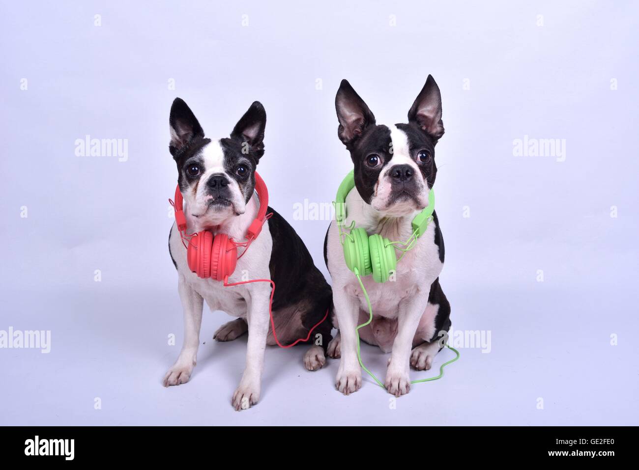 Two boston terrier hi-res stock photography and images - Alamy