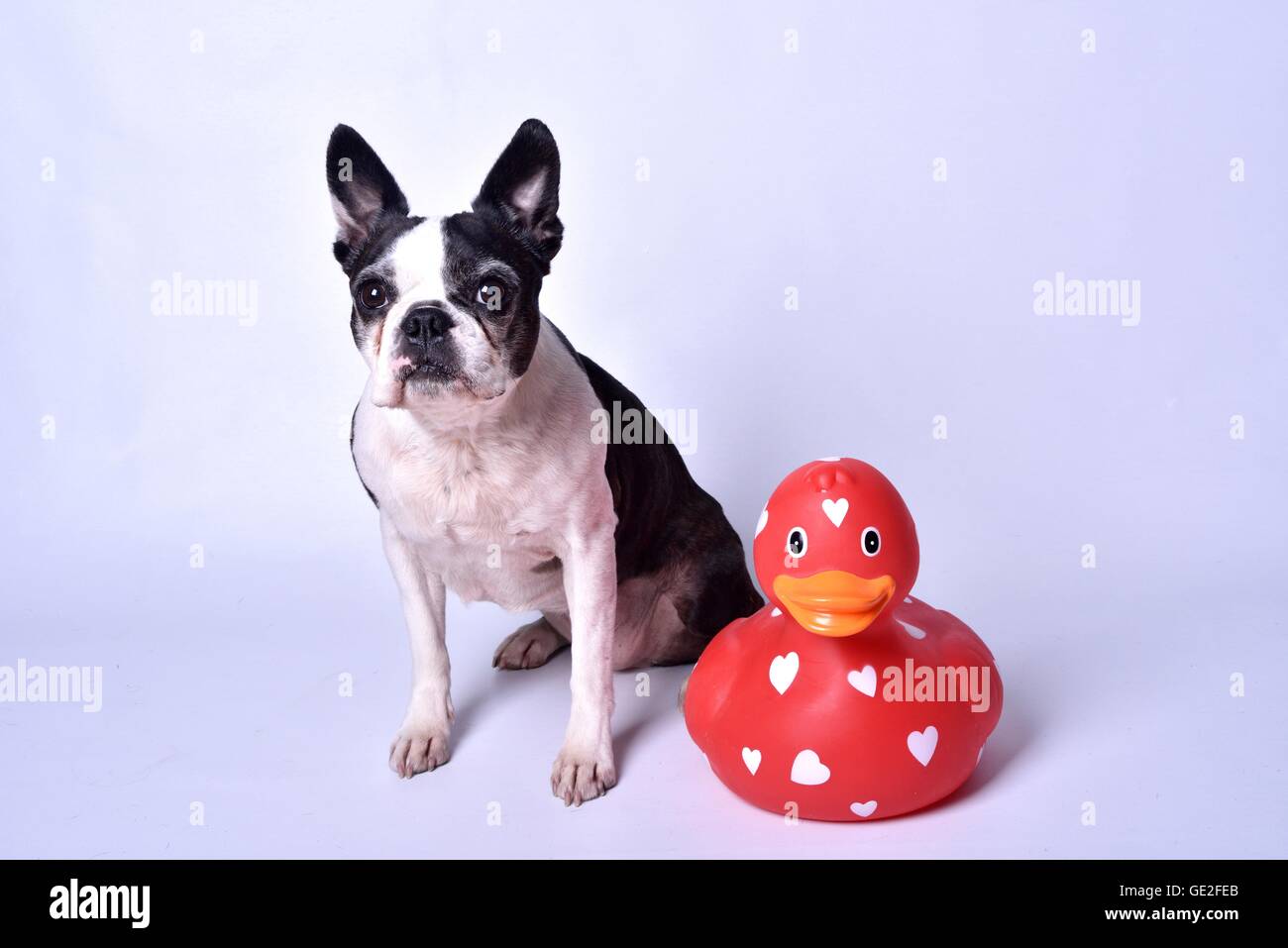 sitting Boston Terrier Stock Photo - Alamy