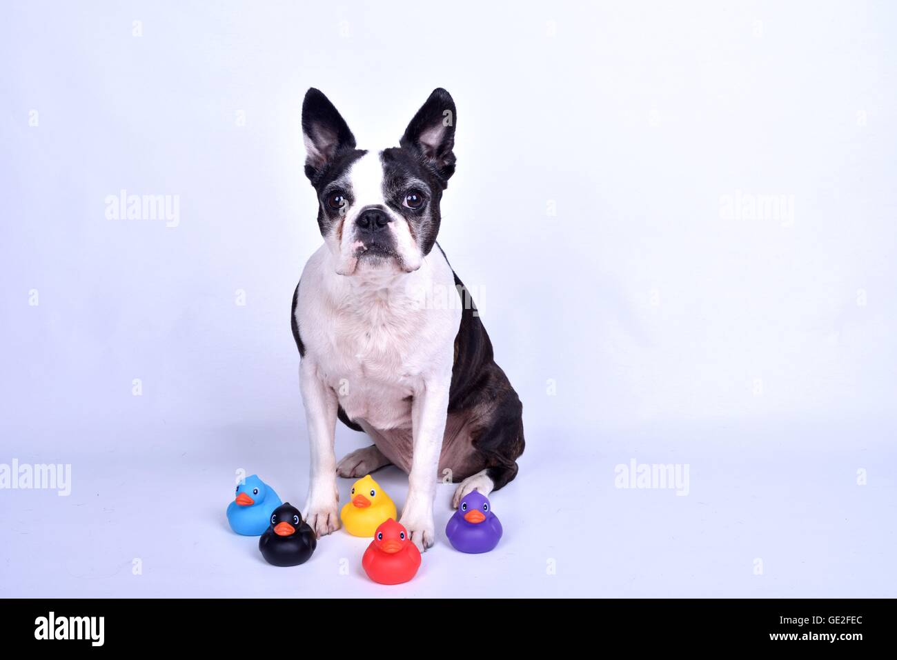 sitting Boston Terrier Stock Photo - Alamy